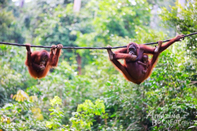 A Sepilok Encounter | Travelogue - Amazing Borneo Tours